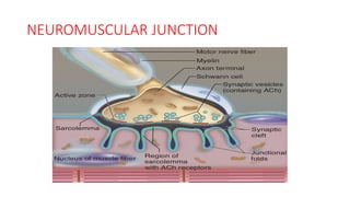 NEUROMUSCULAR TRANSMISSION nmj [Autosaved].pptx