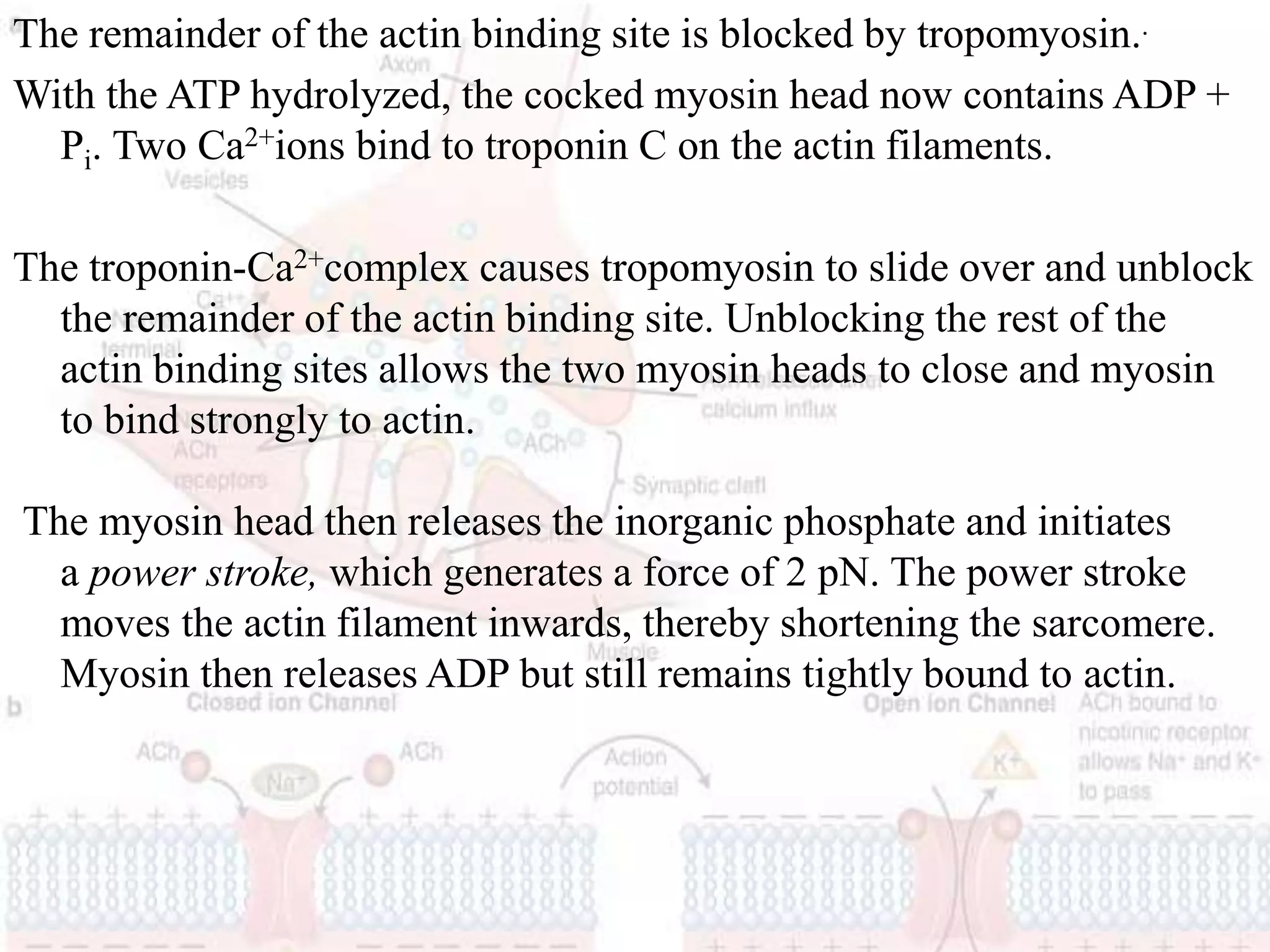 Neuromuscular blockers & skeletal muscle relaxants | PPTX