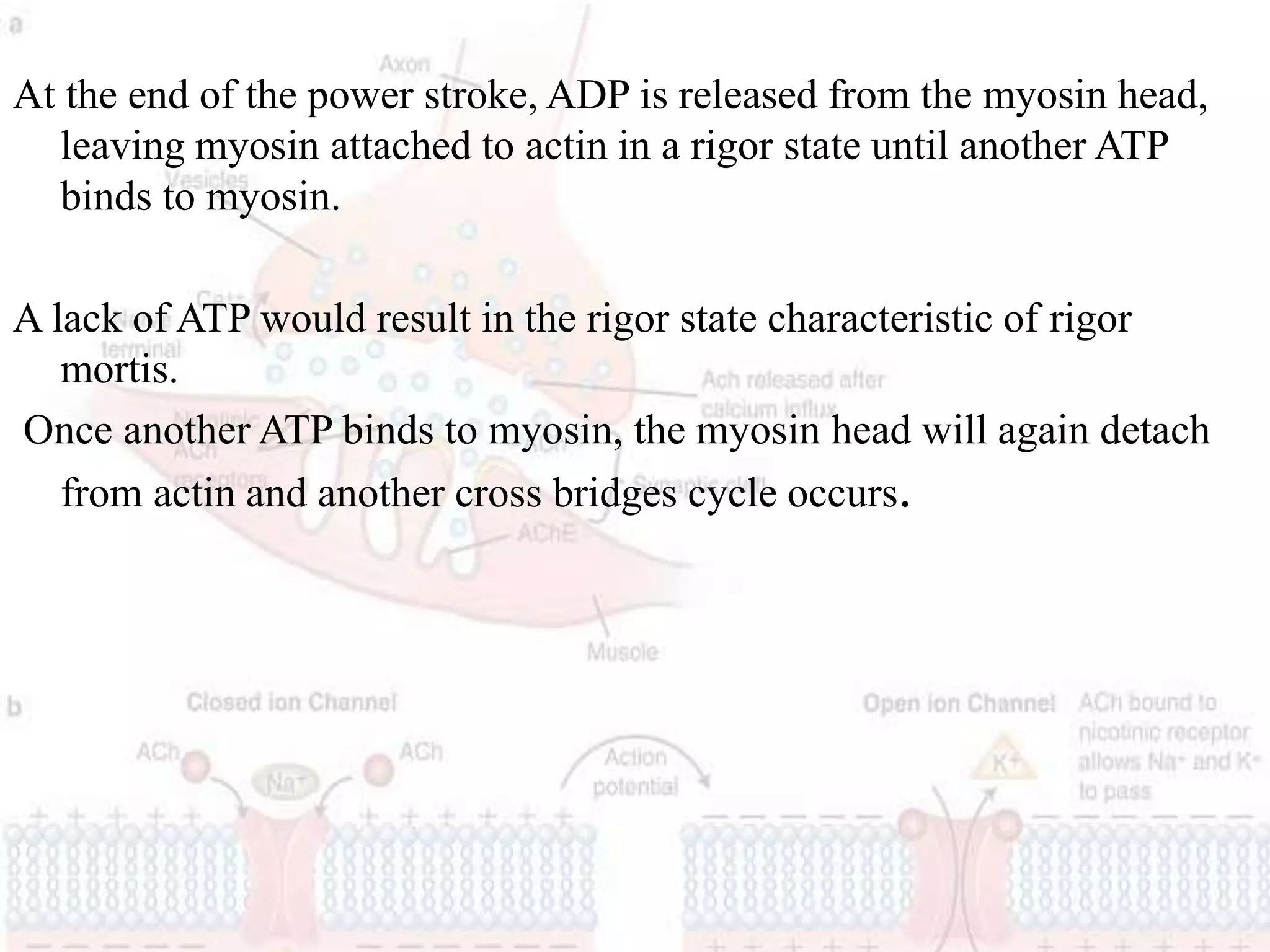 Neuromuscular blockers & skeletal muscle relaxants | PPTX