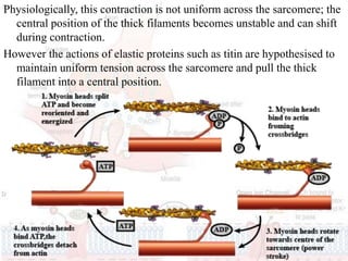 Neuromuscular blockers & skeletal muscle relaxants | PPTX