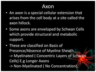 Neuron | PPTX | Brain and Nervous System Disorders | Diseases and ...