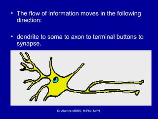 Neuron | PPT