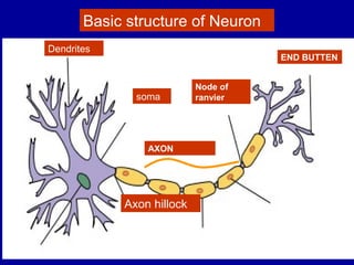 Neuron | PPT