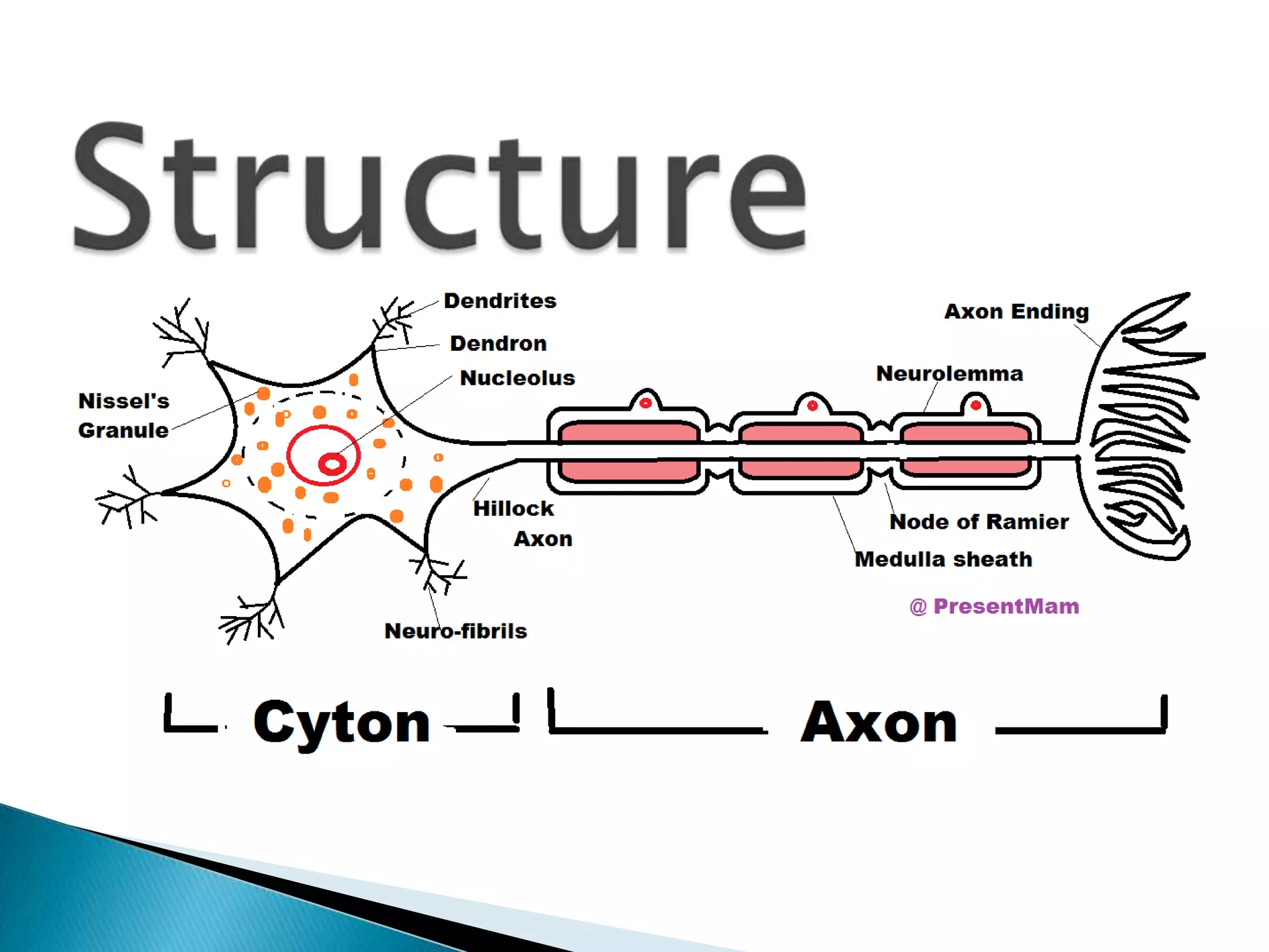 Neuron & neuron Type | PPTX