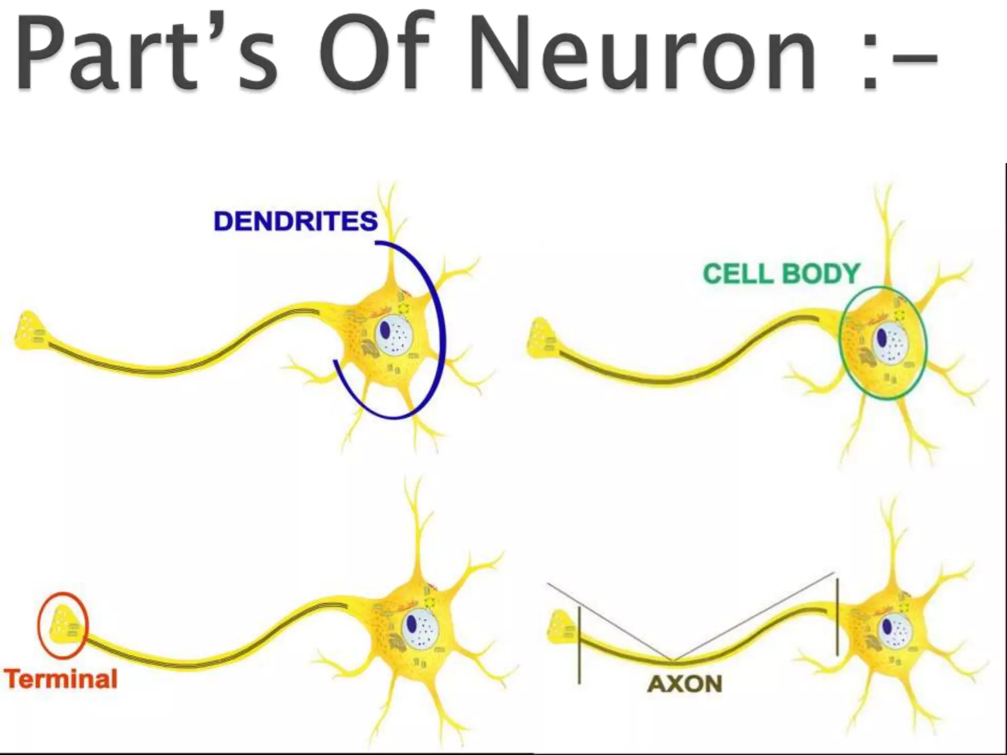 Neuron & neuron Type | PPTX