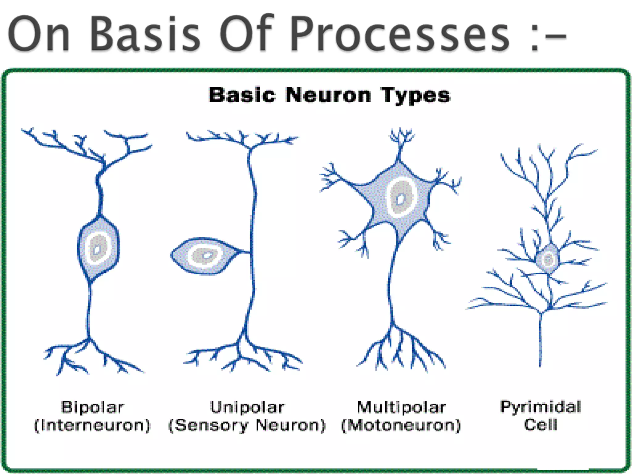Neuron & neuron Type | PPTX