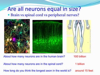 Neuron | PPTX