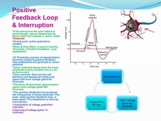 Neuron | PPTX