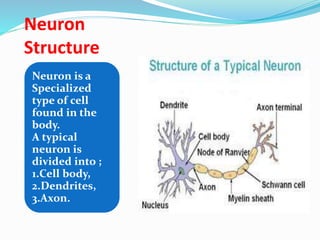 Neuron | PPT