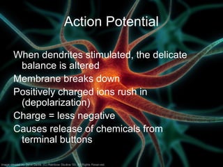 Neuron and neurotransmitters | PPT