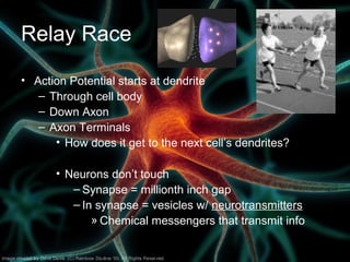 Neuron and neurotransmitters | PPT