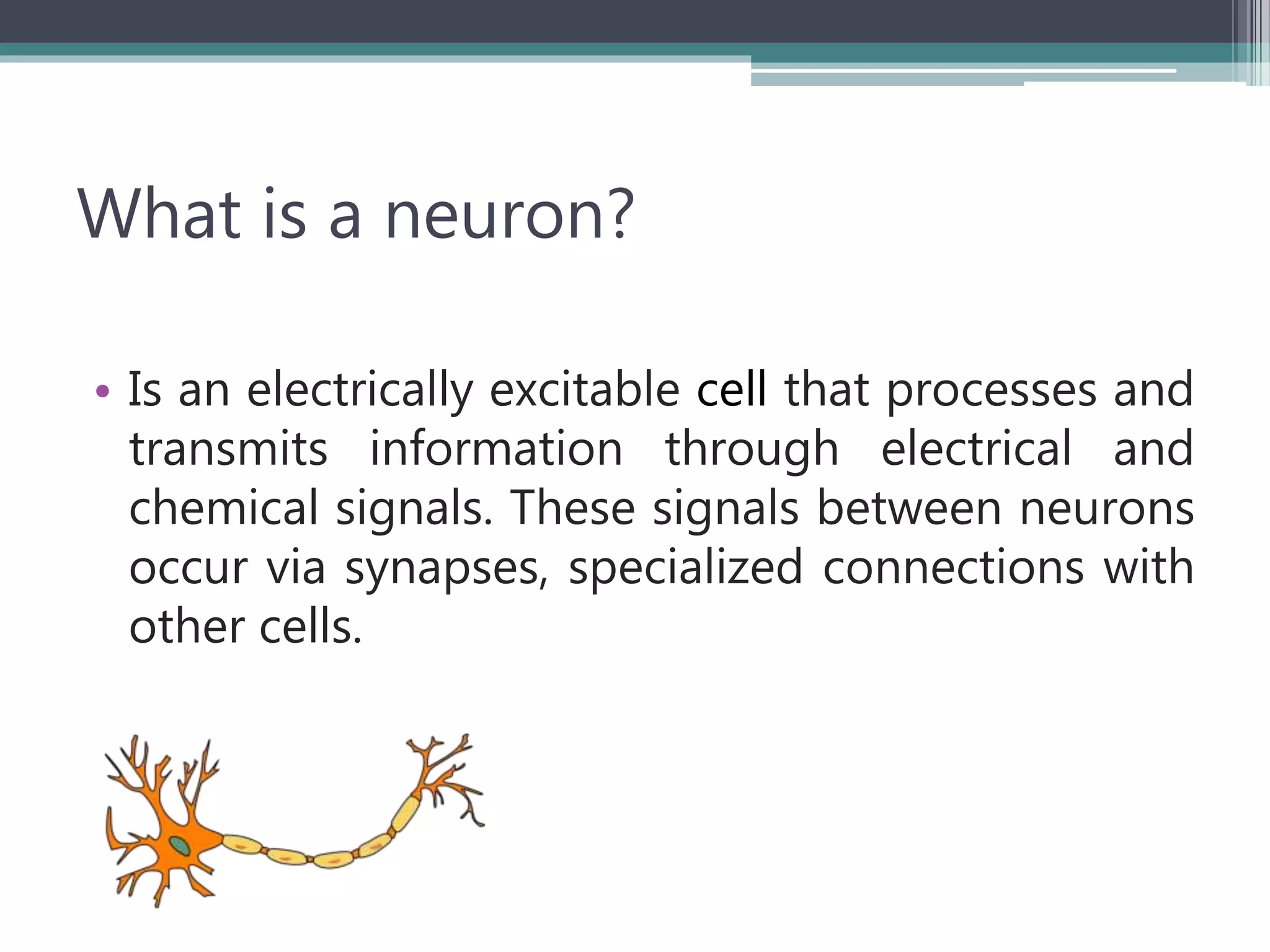 Neuron | PPT