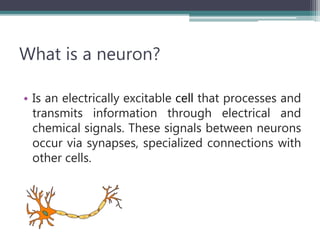 Neuron | PPT