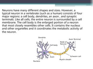 Neuron | PPT
