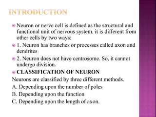 Neuron | PPT