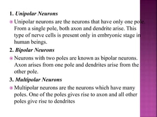 Neuron | PPT
