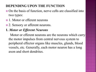 Neuron | PPT