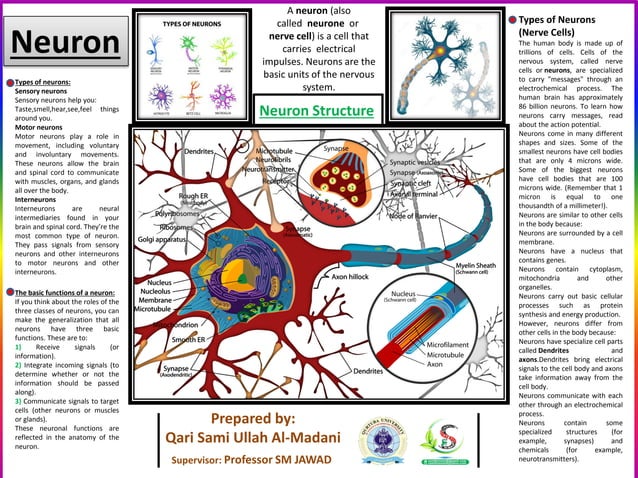 Neuron | PDF