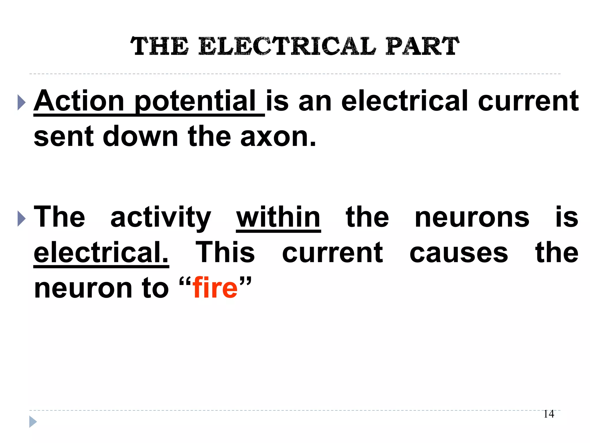 Neuron | PPT