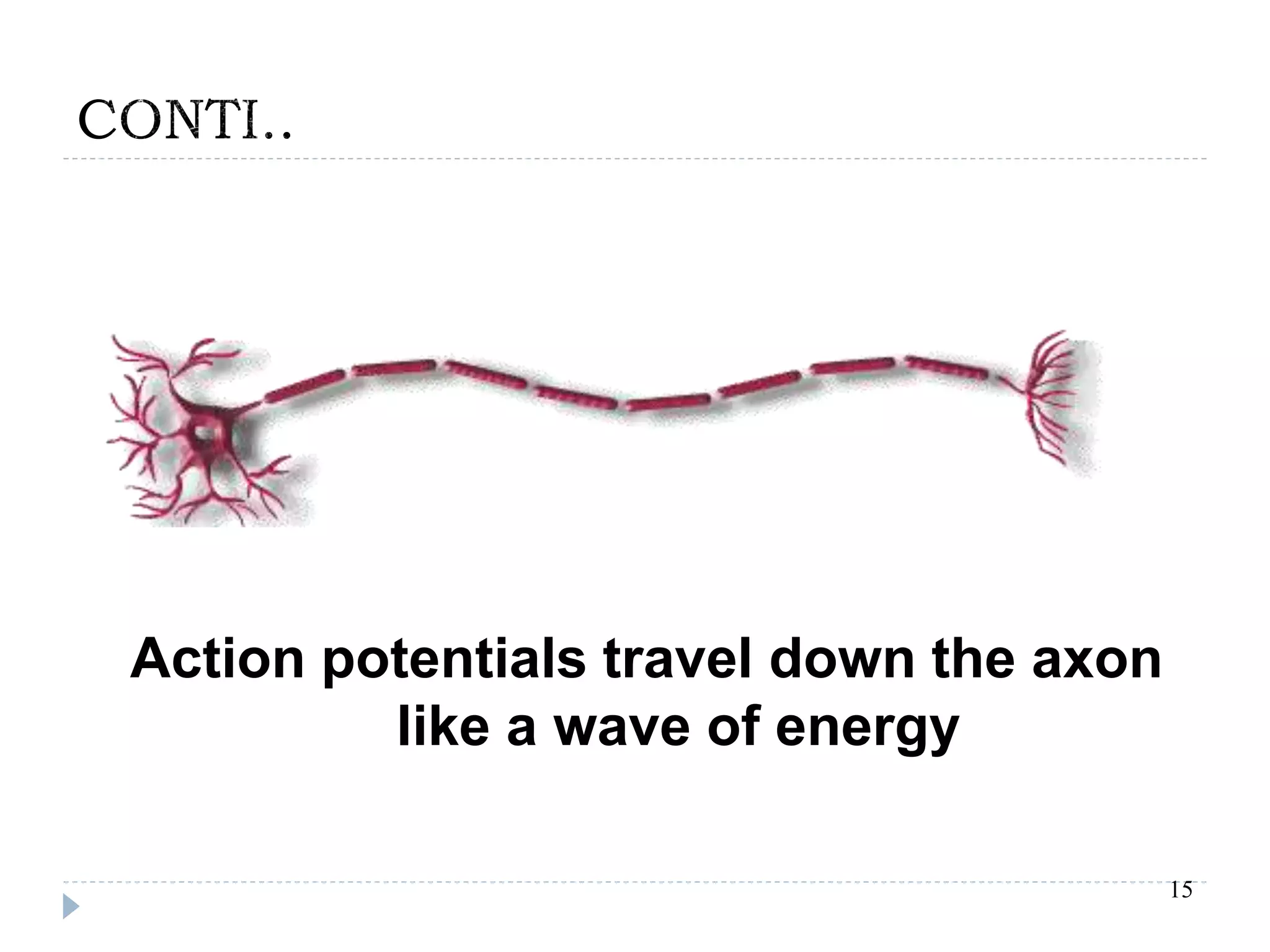 Neuron | PPT