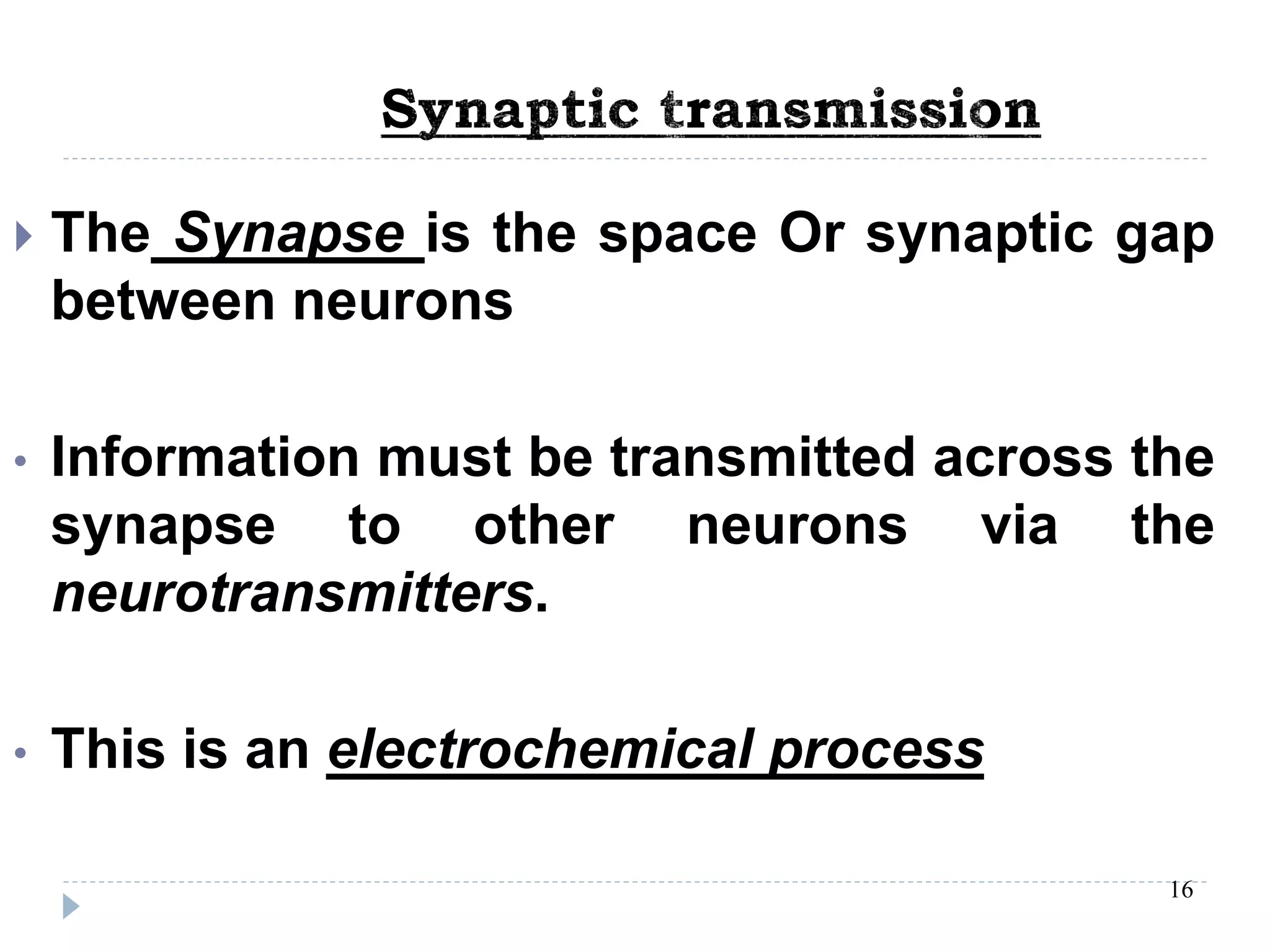 Neuron | PPT