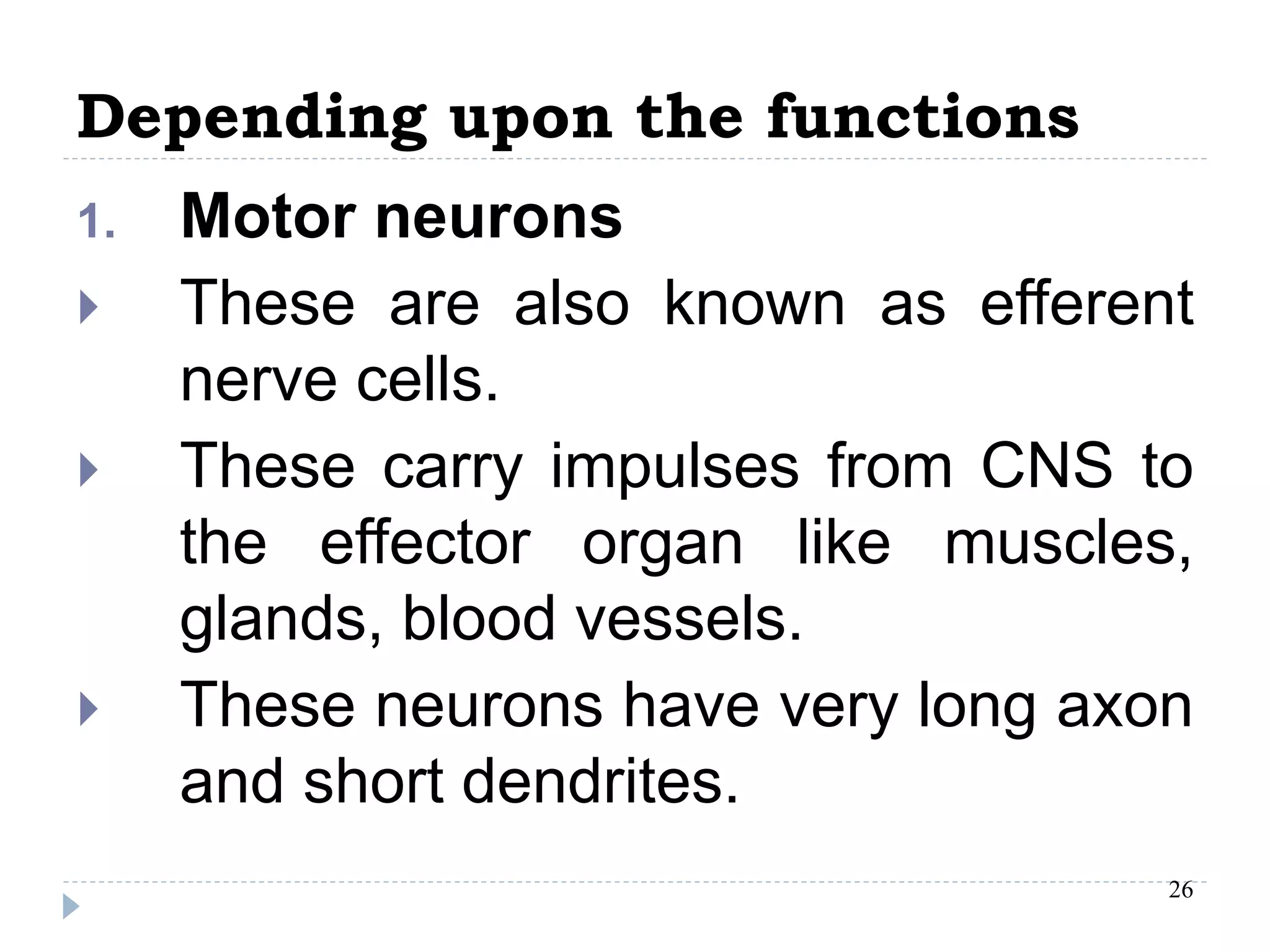 Neuron | PPT | Operating Systems | Computer Software and Applications