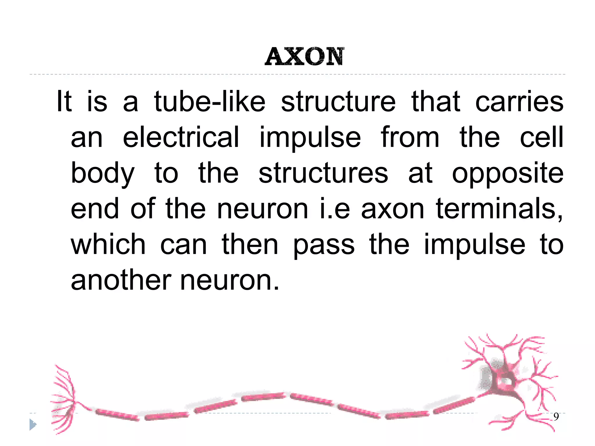 Neuron | PPT