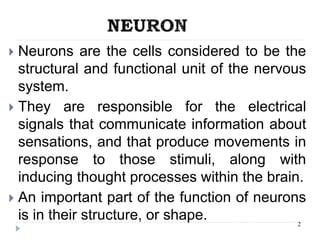 Neuron | PPT