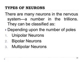 Neuron | PPT