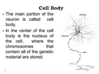 Neuron | PPT