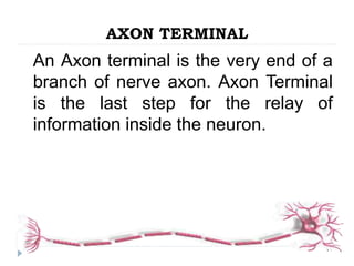 Axon Terminal Slide