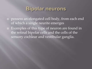 Neuron | PPT