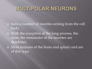 Neuron | PPT