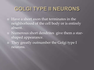 Neuron | PPT