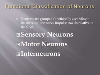 Neuron | PPT