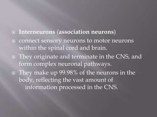 Neuron | PPT