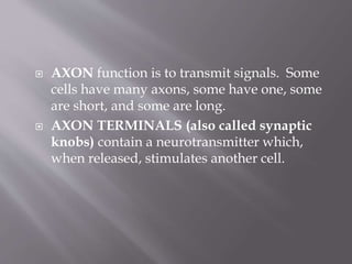 Neuron | PPT