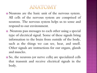 Neuron | PPT