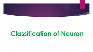Neuron | PPT