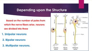 Neuron | PPTX | Brain and Nervous System Disorders | Diseases and ...