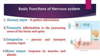 Neuron | PPTX | Brain and Nervous System Disorders | Diseases and ...
