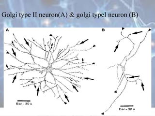 Neuron and its types.Prepared especially for BSc Nursing students | PDF ...