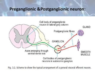 Neuron and its types.Prepared especially for BSc Nursing students | PDF ...