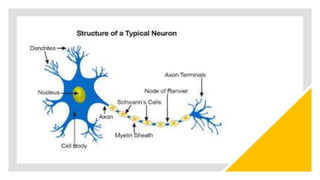 Neuron.pptx