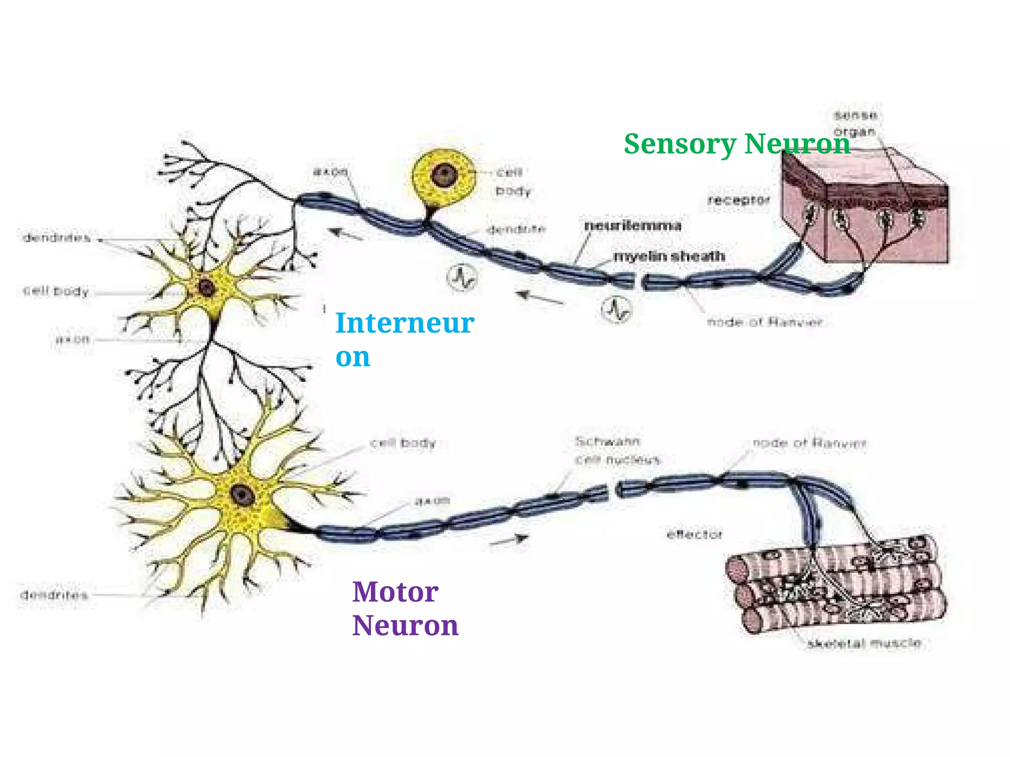 neuron.pdf