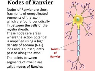 neuron.pdf