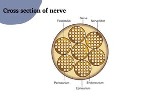 neuron .pdf