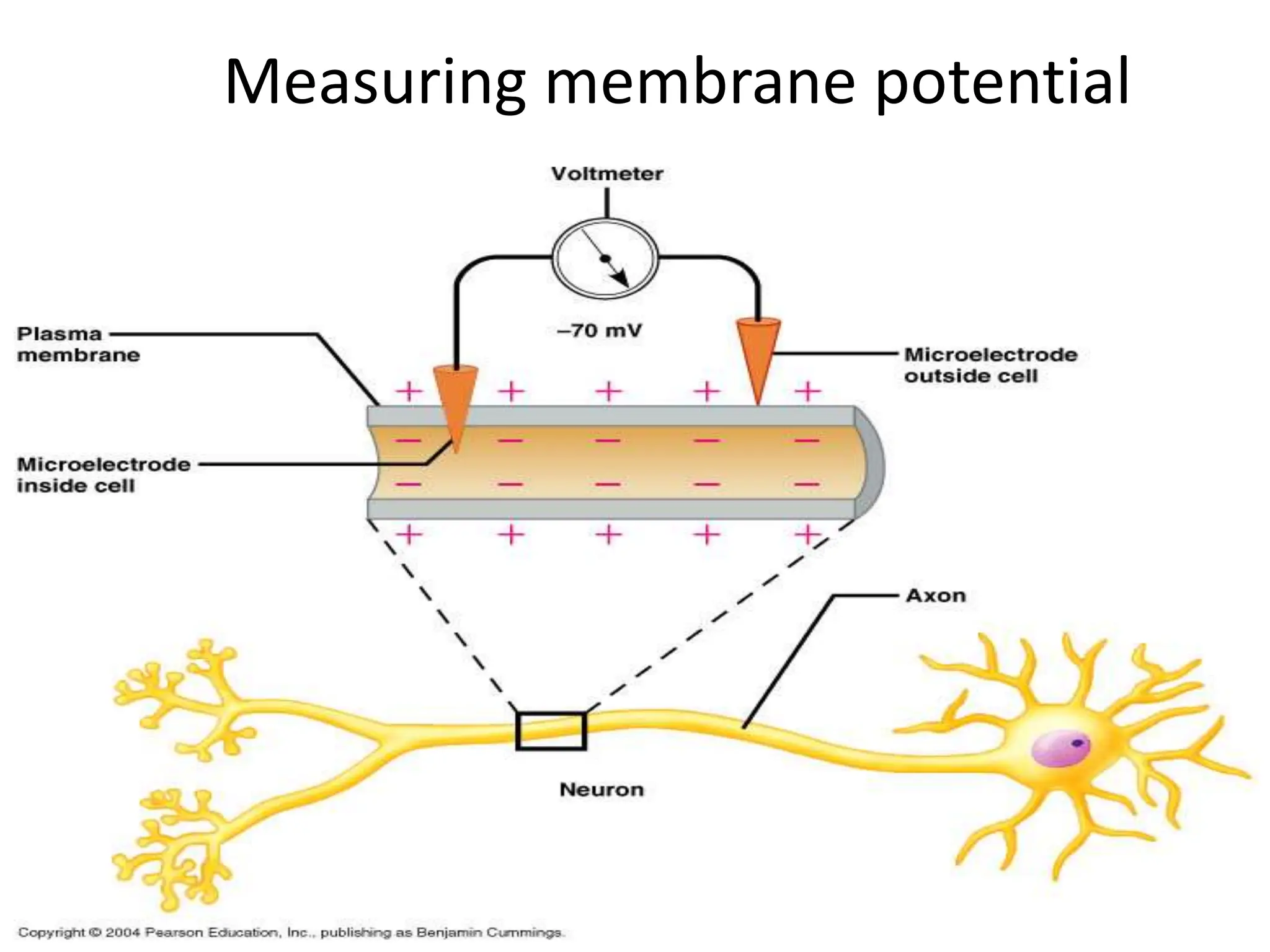 NEURON.pptx human medical anatomy medical science | PPT