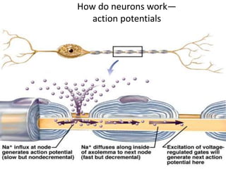NEURON.pptx human medical anatomy medical science | PPT
