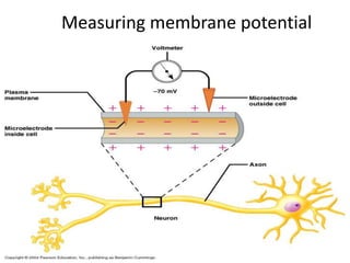 NEURON.pptx human medical anatomy medical science | PPTX